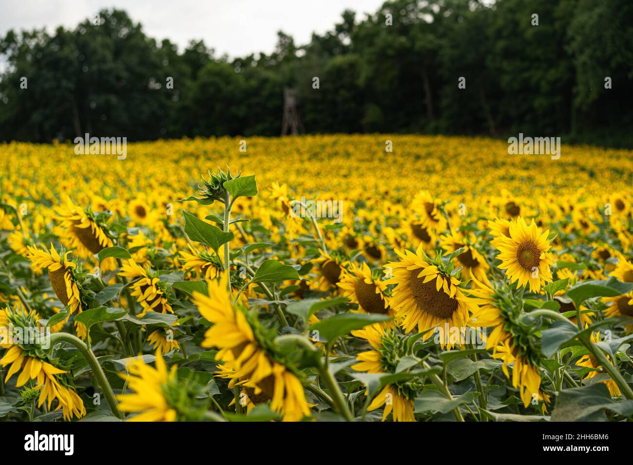 Sunflowers Plantation - Sunflower Field Agriculture Stock Photo - Alamy