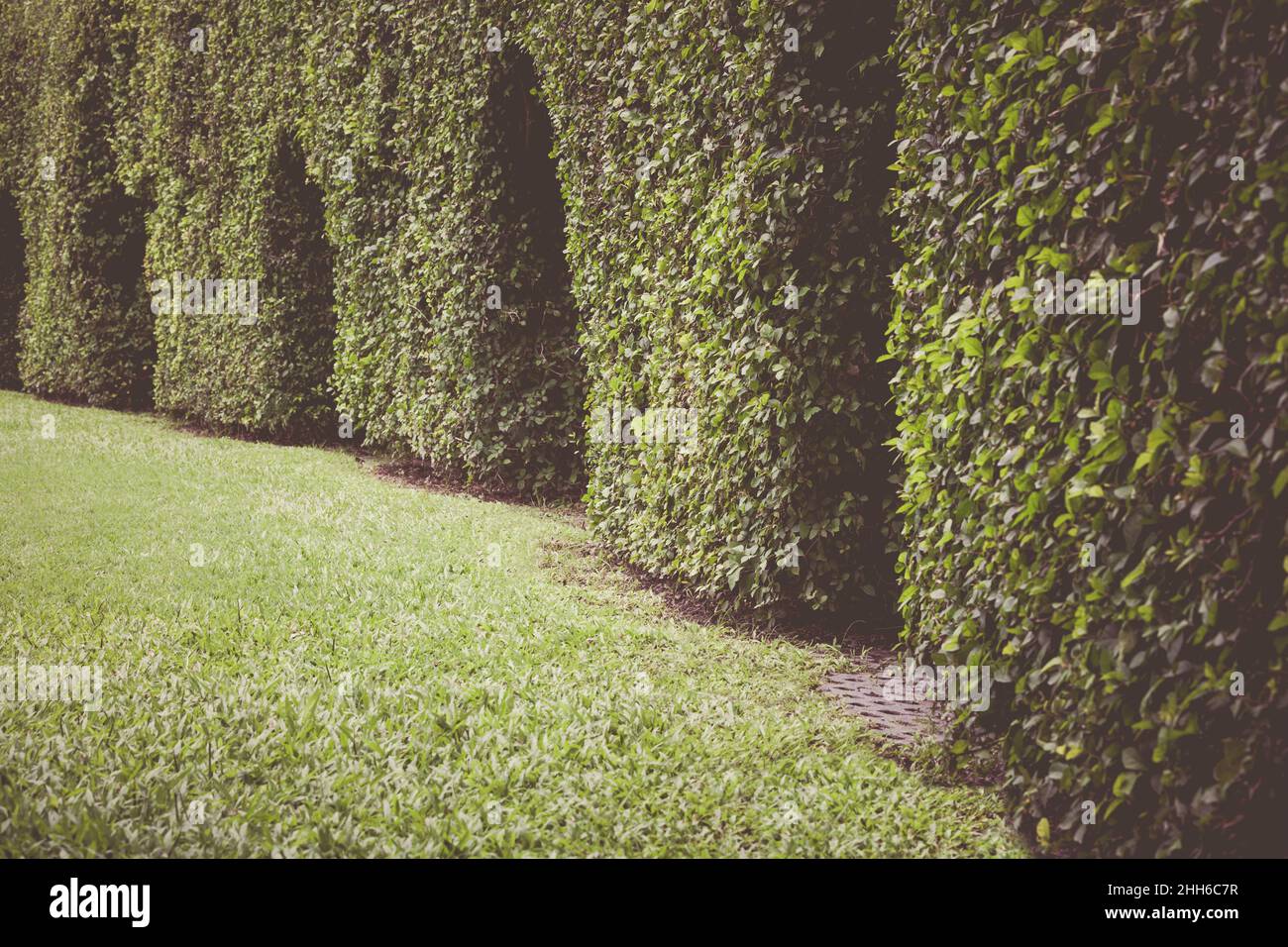 Beautiful green leaves wall background on summer day. Outdoor ...