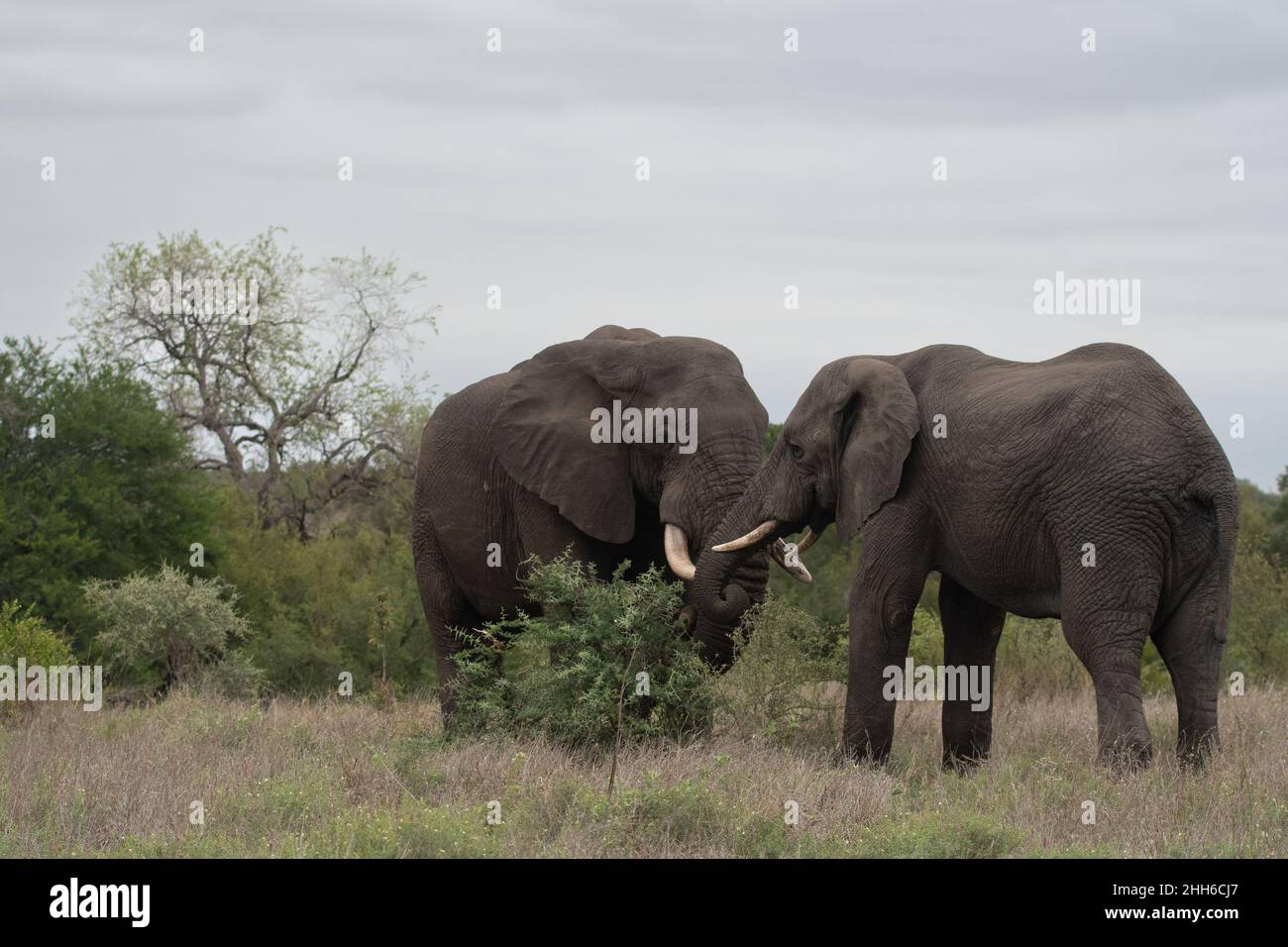 Big five safari animal hi-res stock photography and images - Alamy