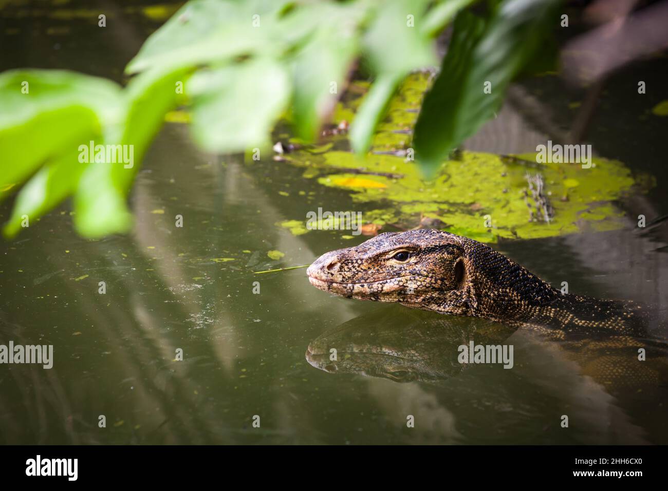 Large asian water monitor live habitat where is water ,lake and river ...