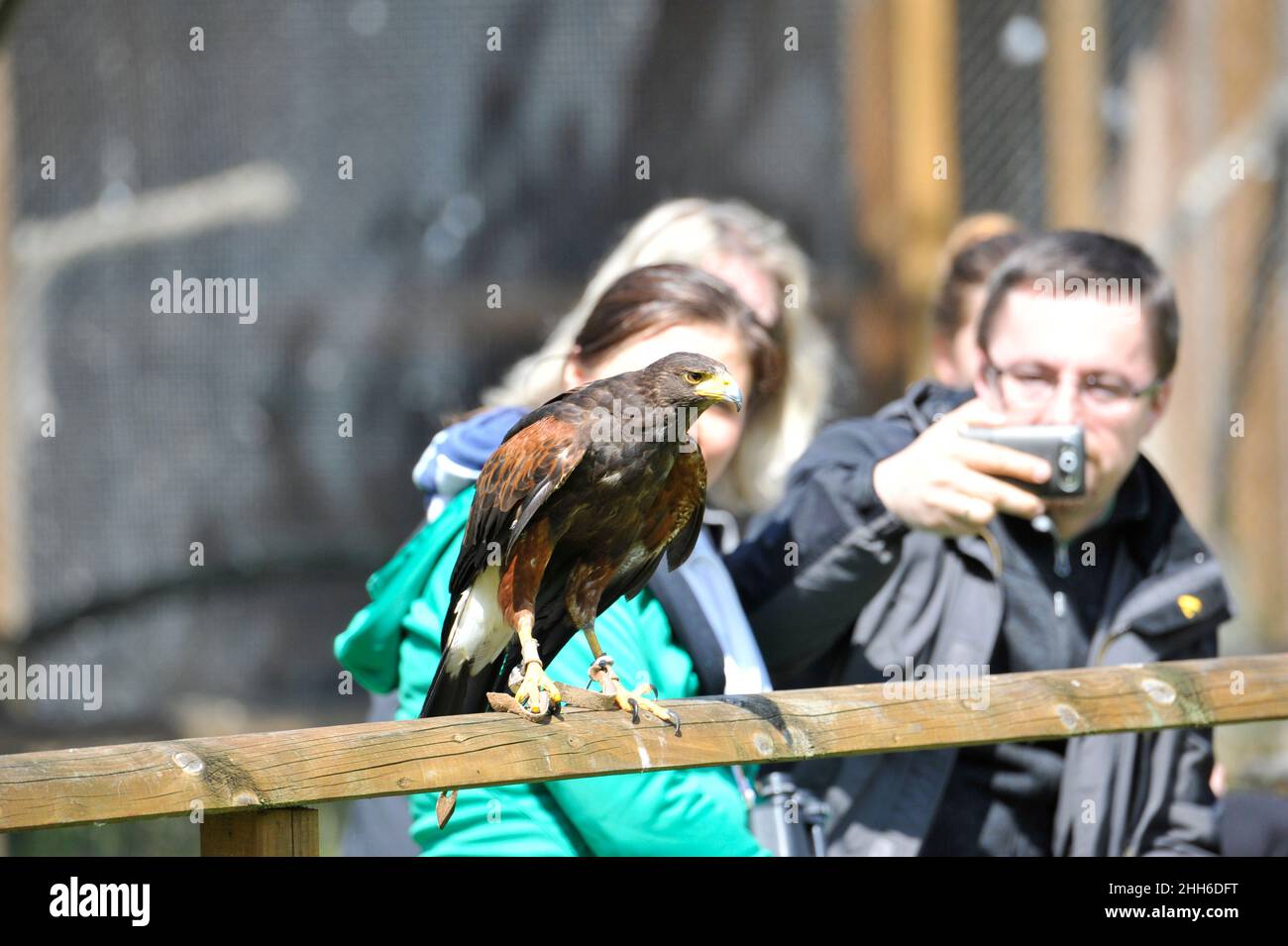 Buzzard in fly.Harris's hawk.(Parabuteo unicinctus). Falconry Harz ...