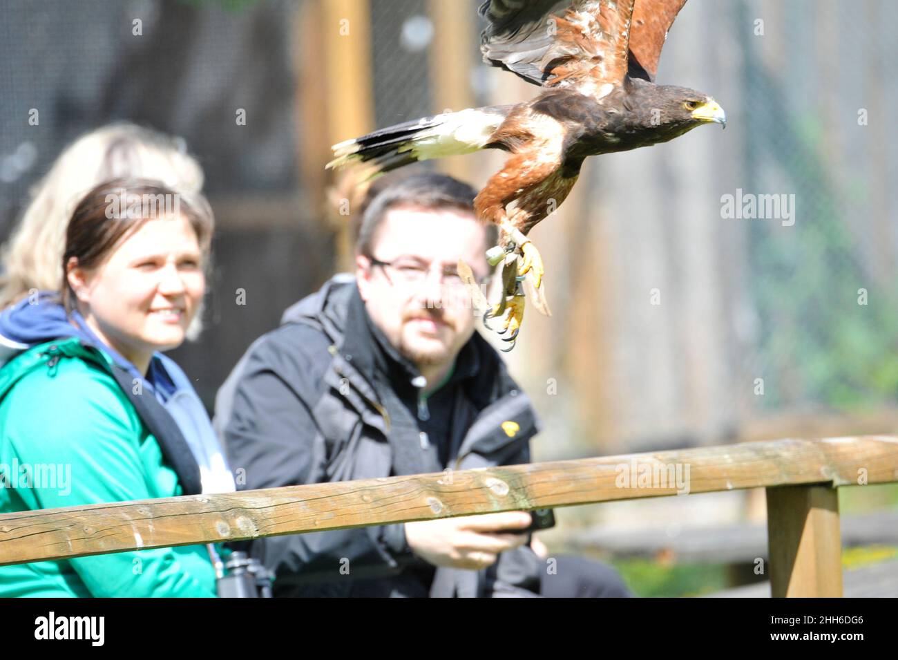Buzzard in fly.Harris's hawk.(Parabuteo unicinctus). Falconry Harz ...