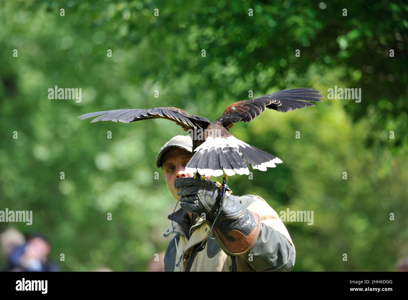 Buzzard in fly.Harris's hawk.(Parabuteo unicinctus). Falconry Harz ...
