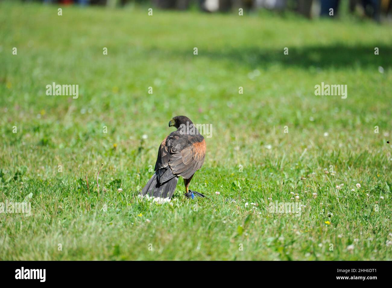 Buzzard in fly.Harris's hawk.(Parabuteo unicinctus). Falconry Harz ...