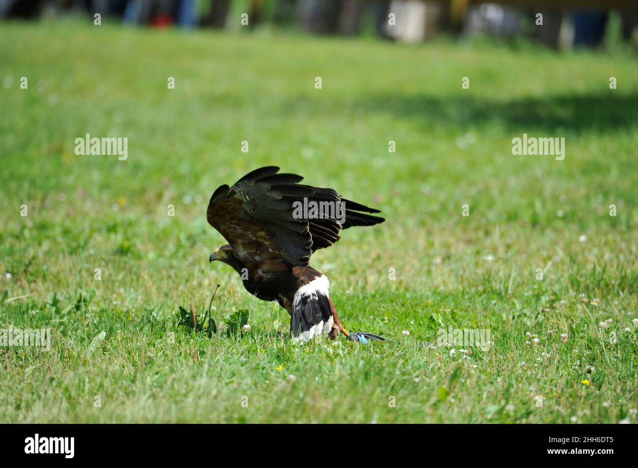 Buzzard in fly.Harris's hawk.(Parabuteo unicinctus). Falconry Harz ...