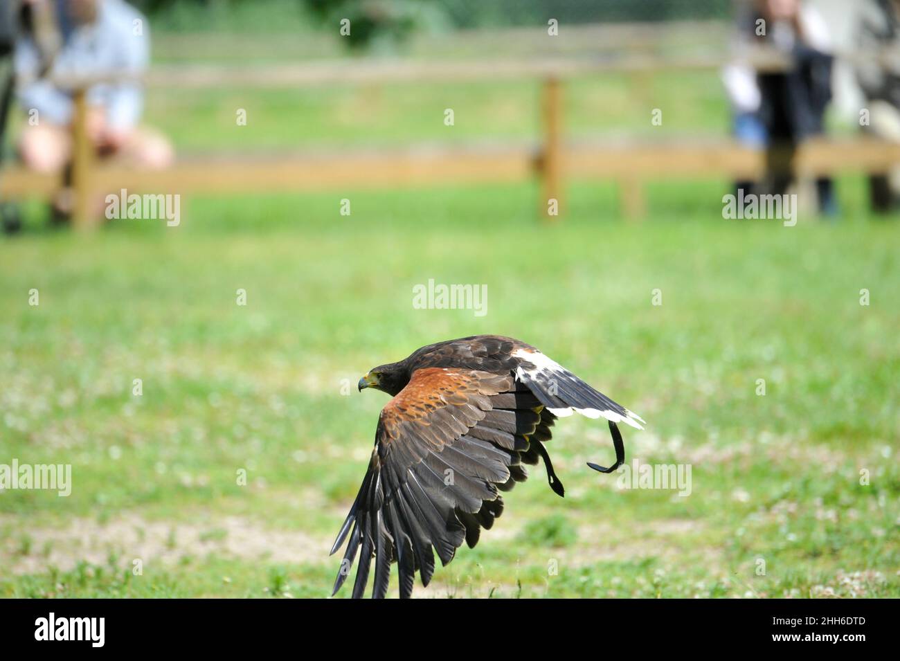 Buzzard in fly.Harris's hawk.(Parabuteo unicinctus). Falconry Harz ...
