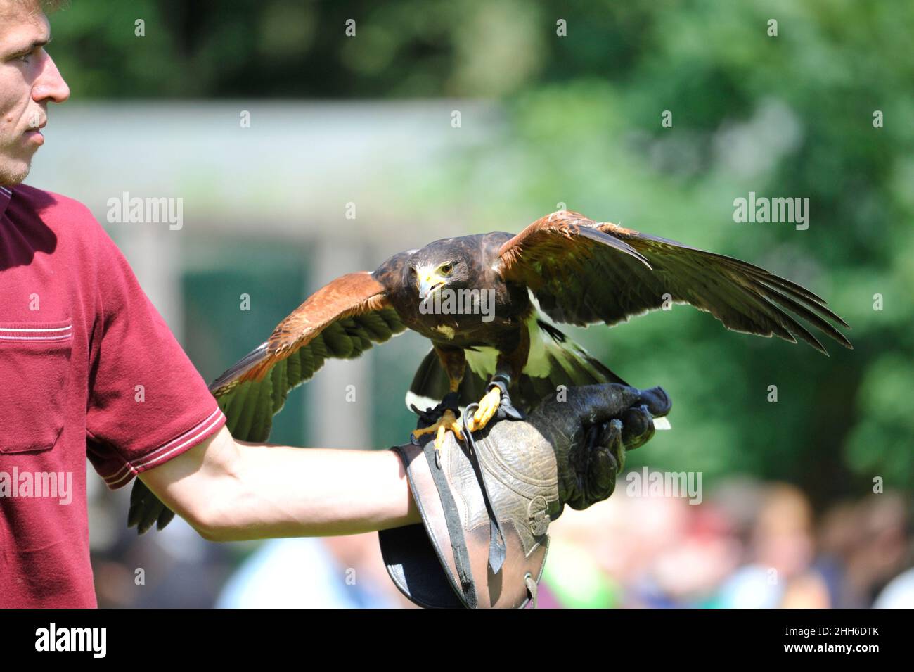 Buzzard in fly.Harris's hawk.(Parabuteo unicinctus). Falconry Harz ...