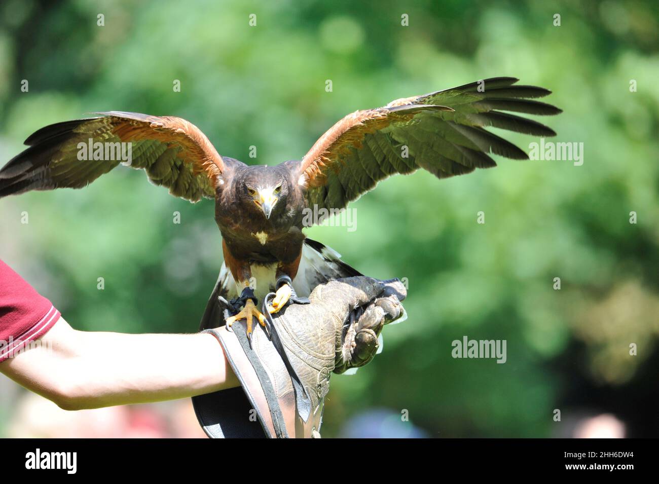 Buzzard in fly.Harris's hawk.(Parabuteo unicinctus). Falconry Harz ...