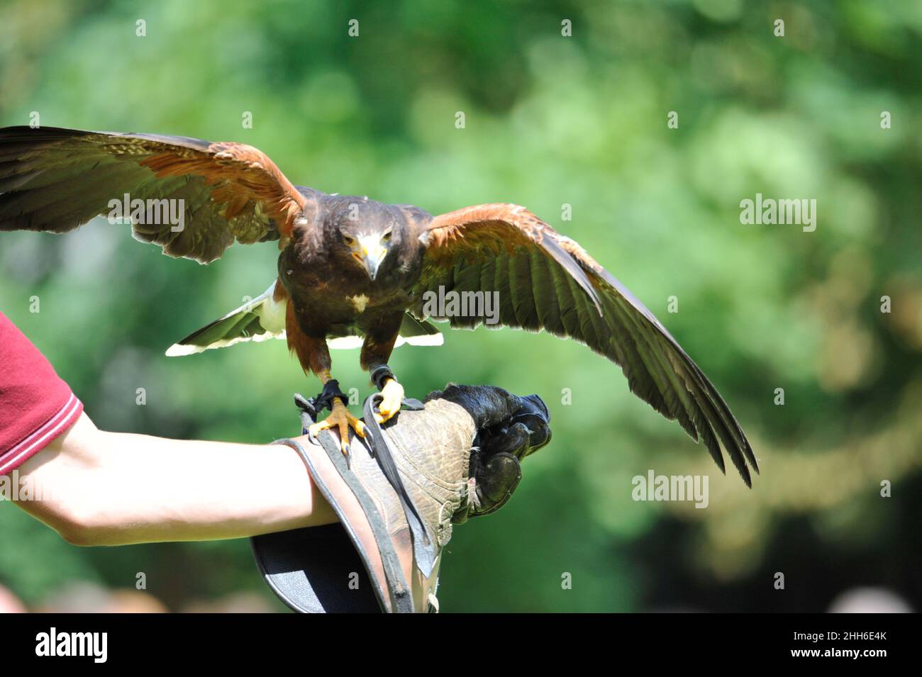 Buzzard in fly.Harris's hawk.(Parabuteo unicinctus). Falconry Harz ...