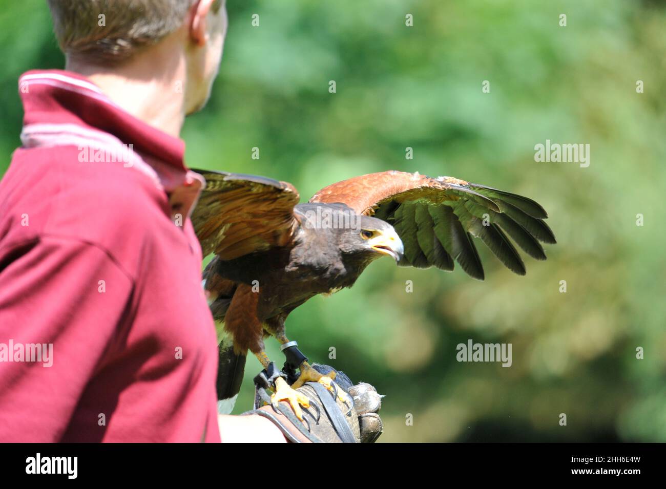 Buzzard in fly.Harris's hawk.(Parabuteo unicinctus). Falconry Harz ...