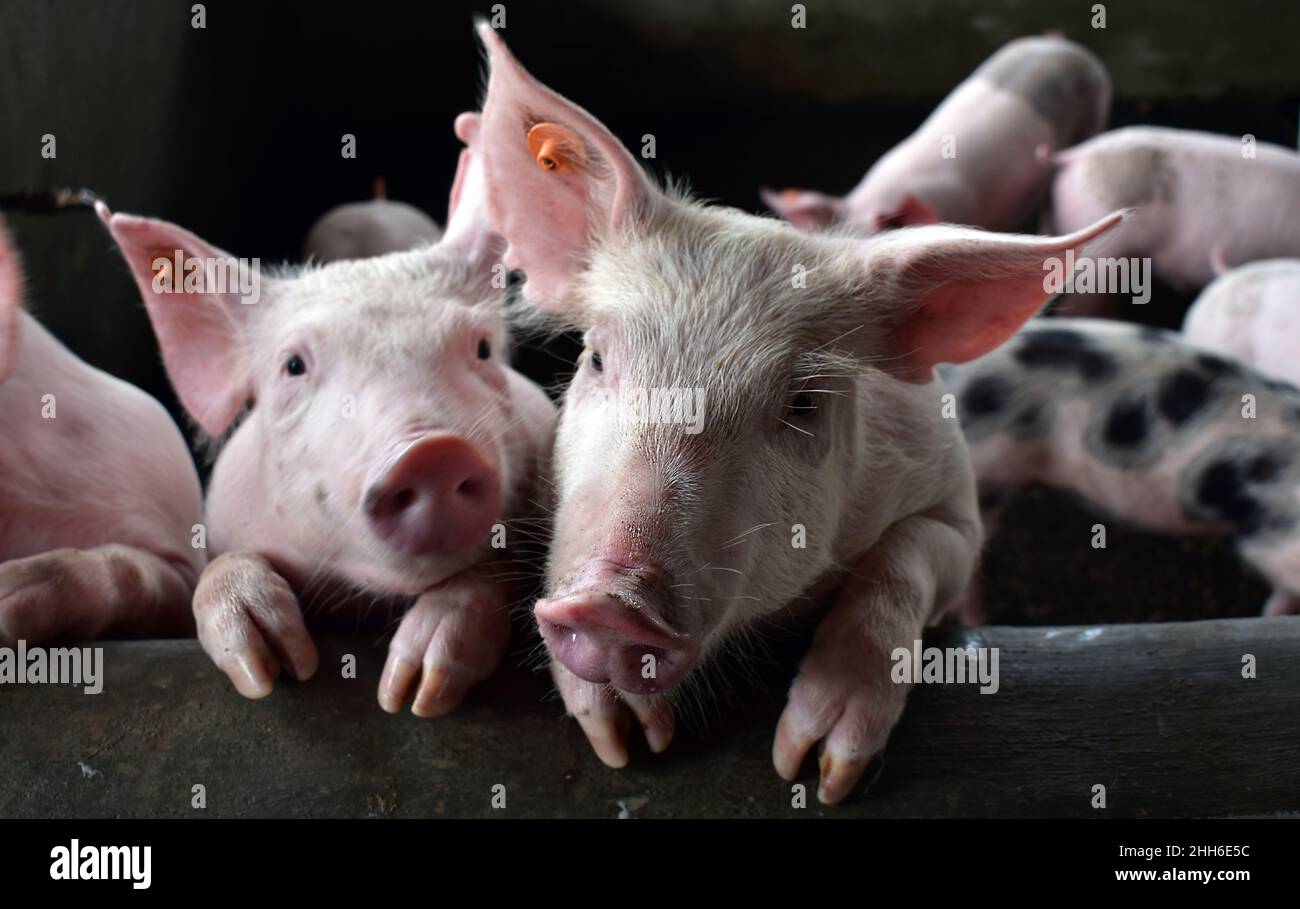 Pigs leaning on a railing hi-res stock photography and images - Alamy
