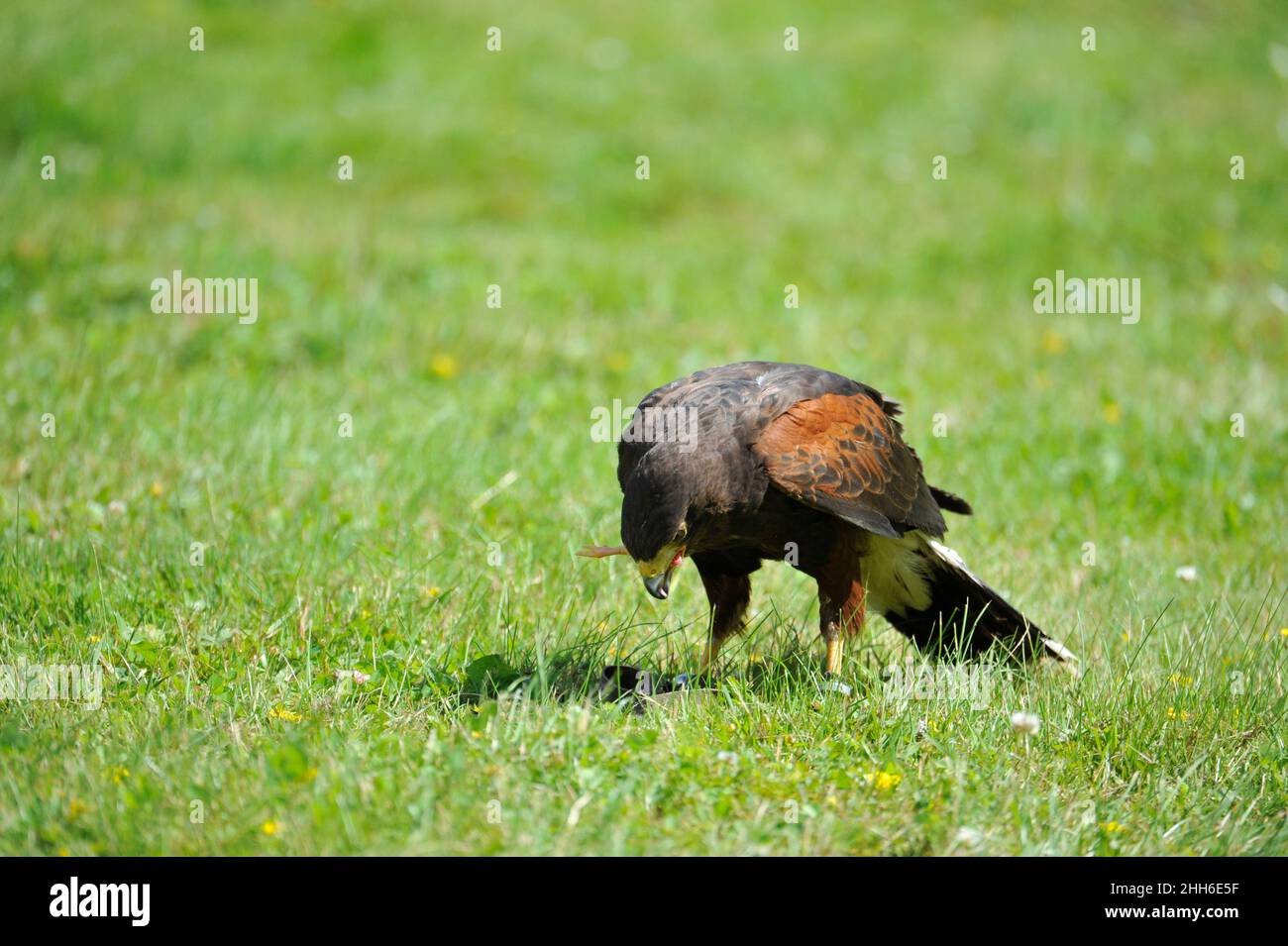 Buzzard in fly.Harris's hawk.(Parabuteo unicinctus). Falconry Harz ...