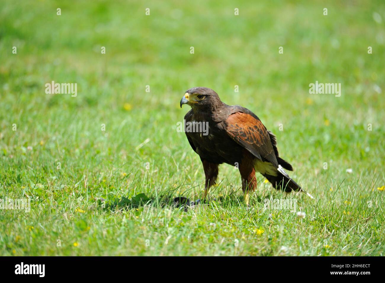 Buzzard in fly.Harris's hawk.(Parabuteo unicinctus). Falconry Harz ...