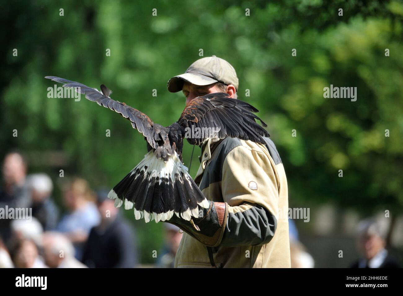Buzzard in fly.Harris's hawk.(Parabuteo unicinctus). Falconry Harz ...