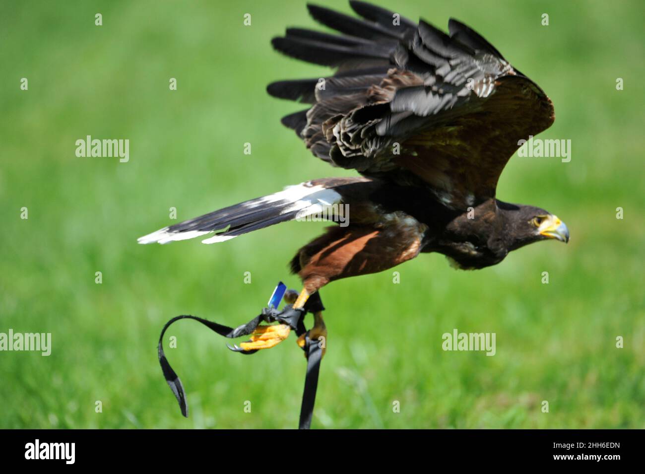 Buzzard in fly.Harris's hawk.(Parabuteo unicinctus). Falconry Harz ...