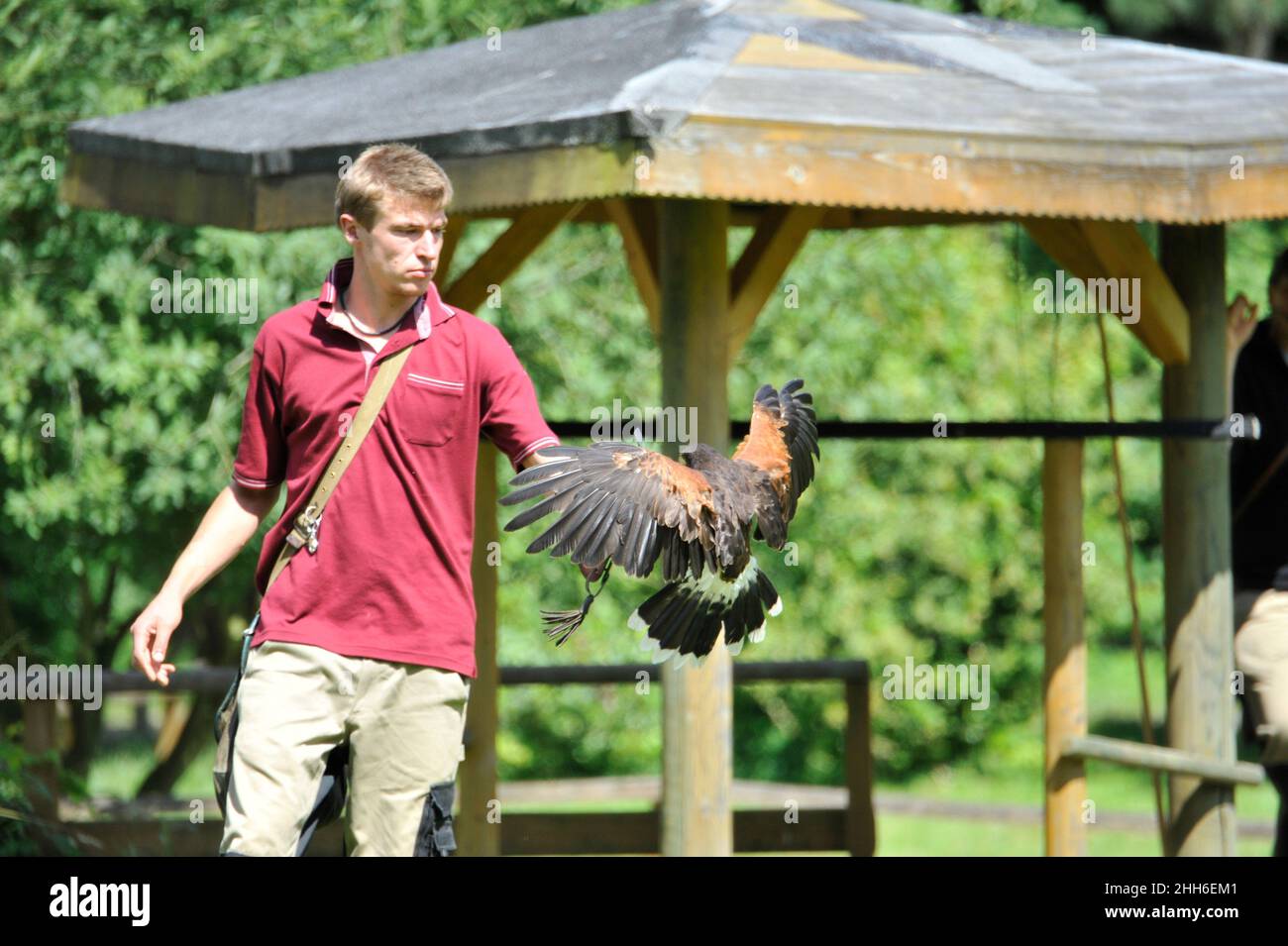 Buzzard in fly.Harris's hawk.(Parabuteo unicinctus). Falconry Harz ...