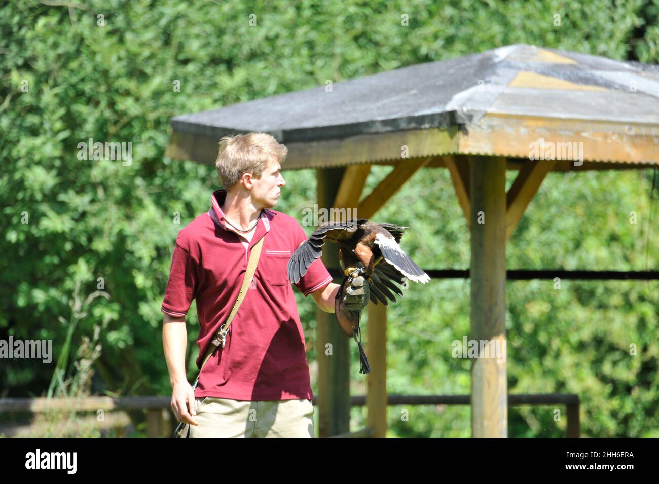Buzzard in fly.Harris's hawk.(Parabuteo unicinctus). Falconry Harz ...
