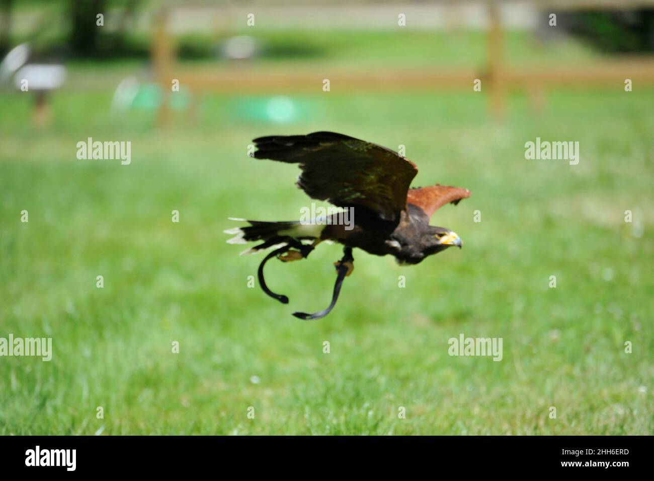 Buzzard in fly.Harris's hawk.(Parabuteo unicinctus). Falconry Harz ...