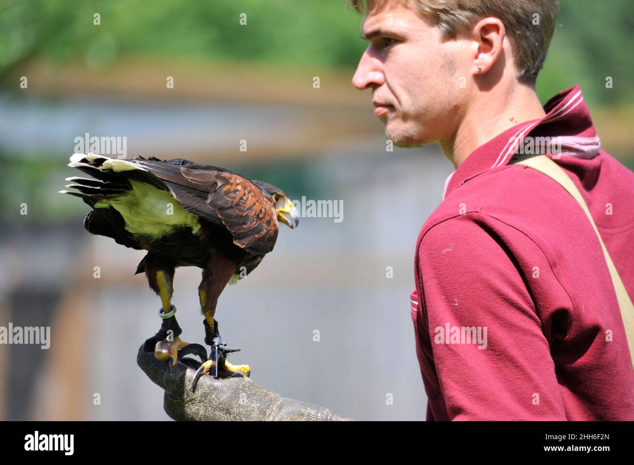 Buzzard in fly.Harris's hawk.(Parabuteo unicinctus). Falconry Harz ...