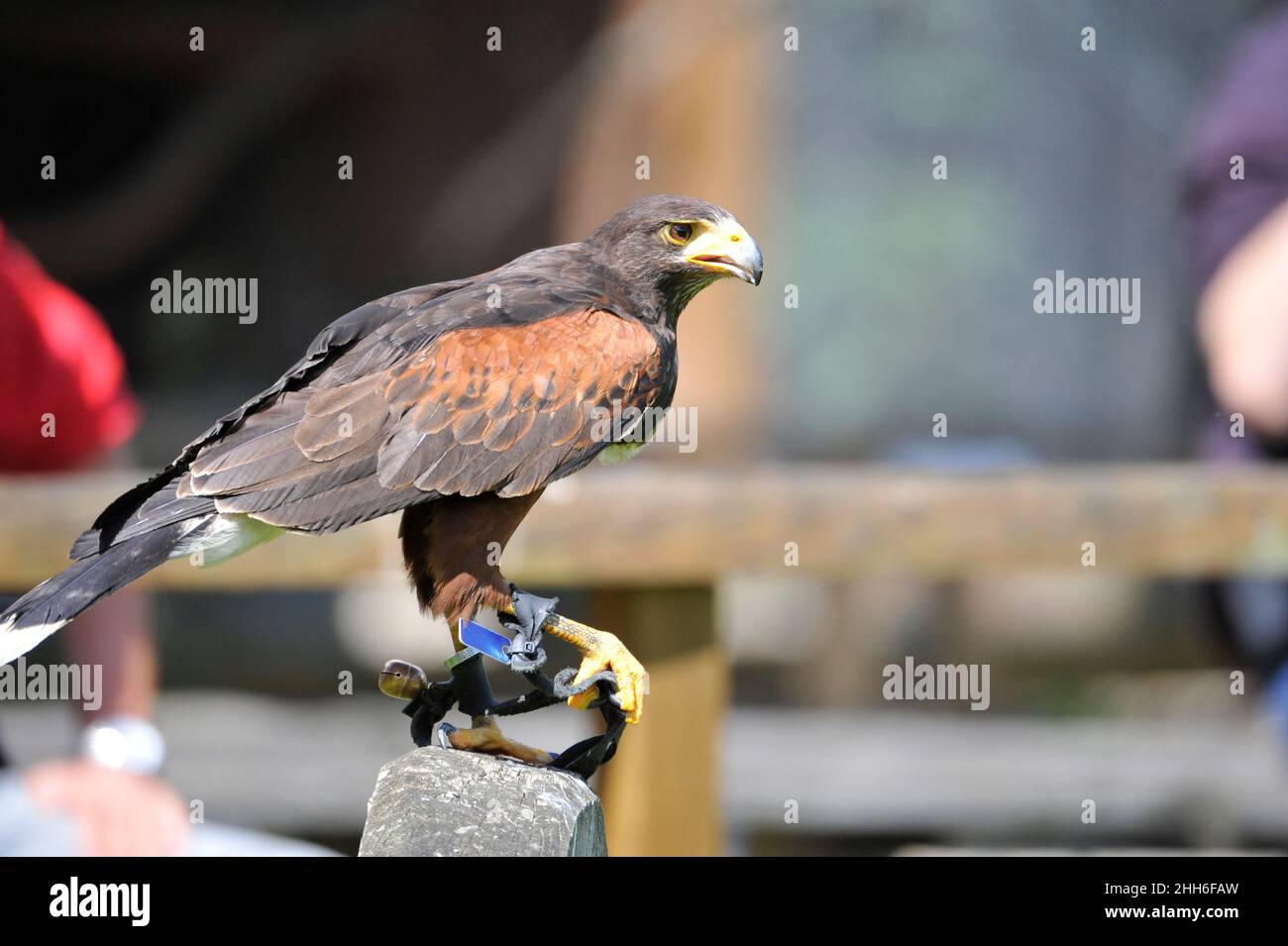 Buzzard in fly.Harris's hawk.(Parabuteo unicinctus). Falconry Harz ...