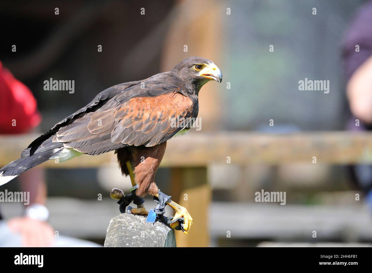 Buzzard in fly.Harris's hawk.(Parabuteo unicinctus). Falconry Harz ...