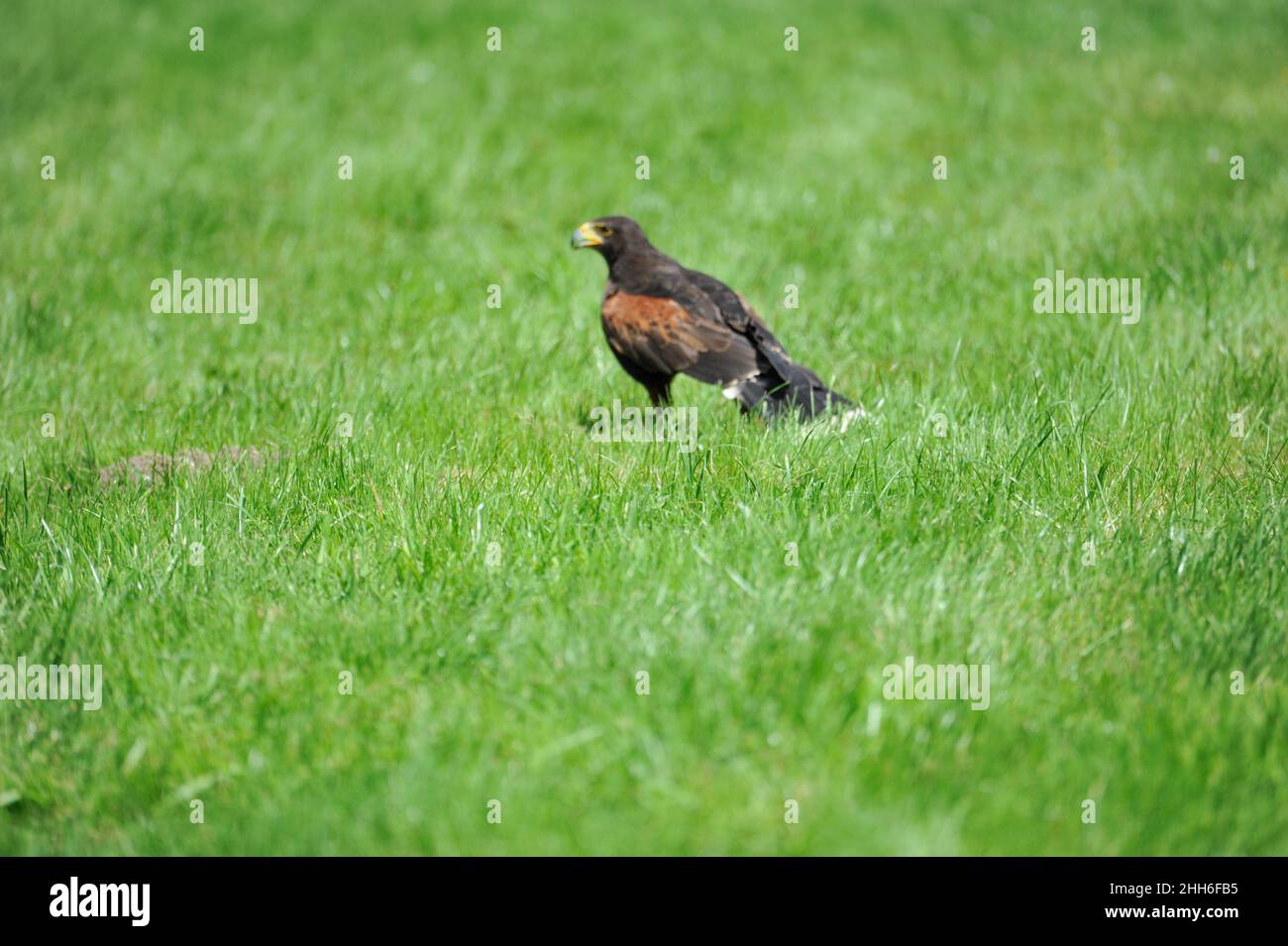 Buzzard in fly.Harris's hawk.(Parabuteo unicinctus). Falconry Harz ...