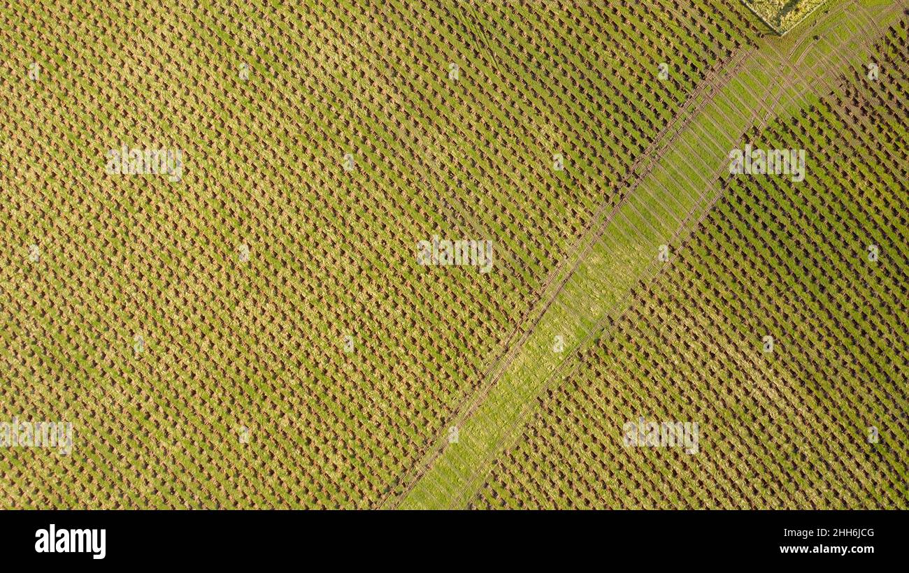 Aerial view of upland Banc farm in The Brechfa Forest being prepared ...