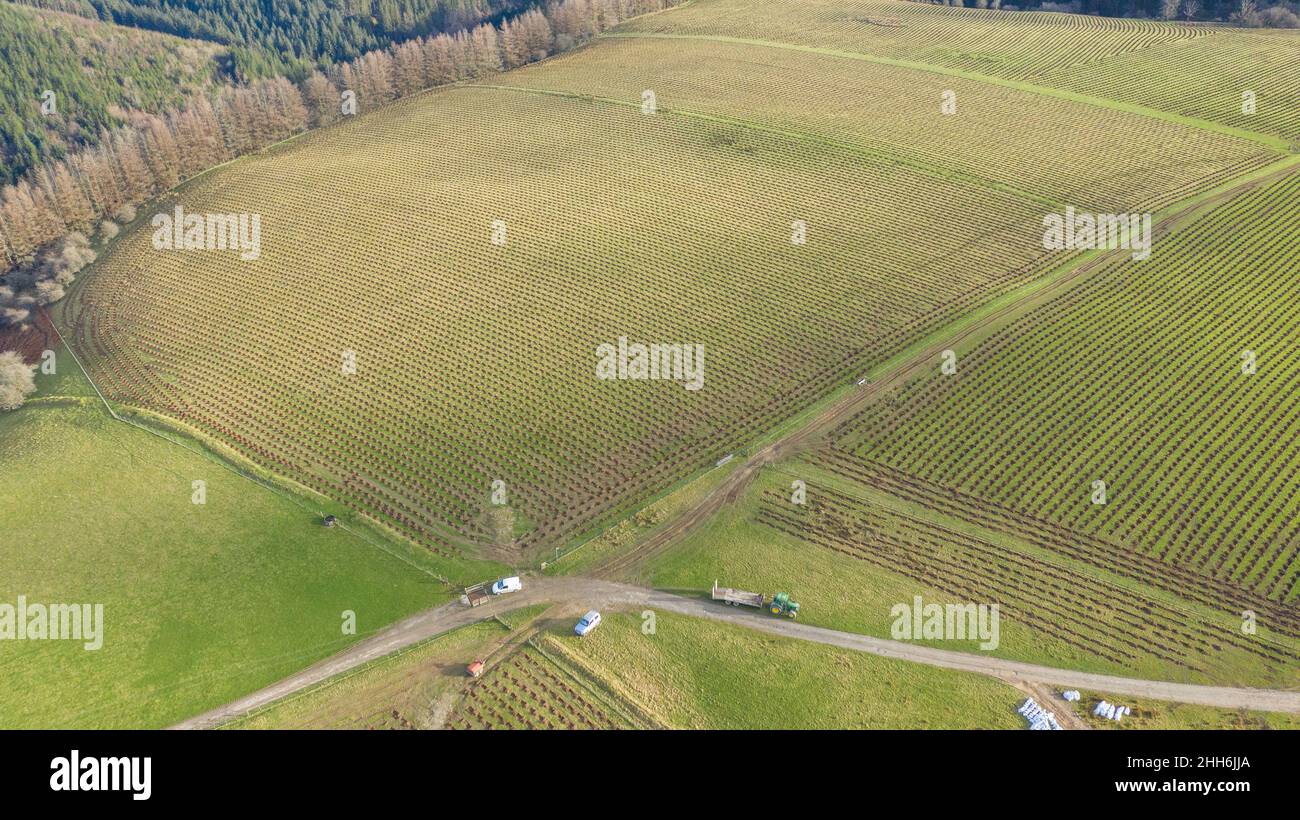 Aerial view of upland Banc farm in The Brechfa Forest being prepared ...