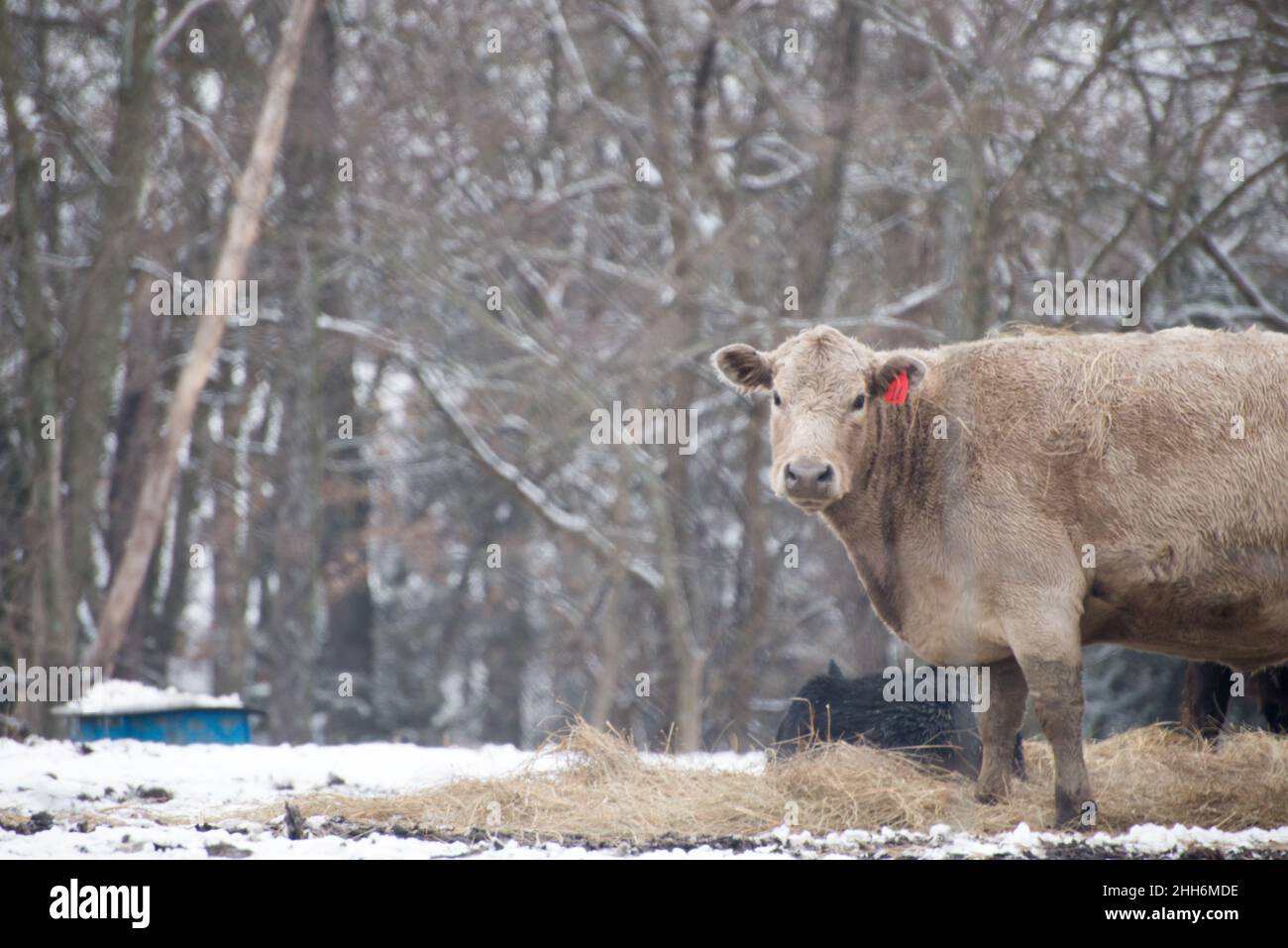 Cows waiting for feed hi-res stock photography and images - Alamy