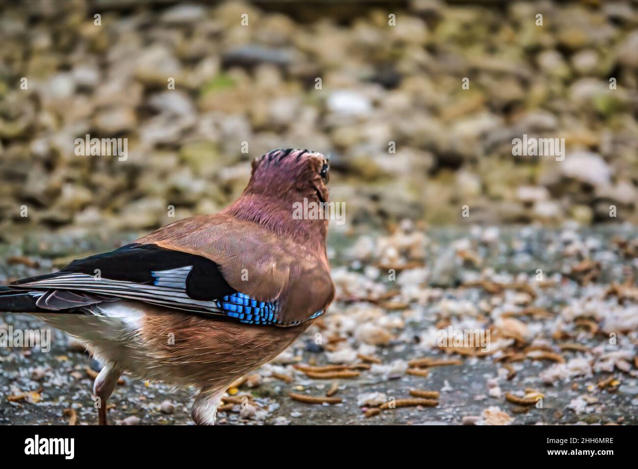 Wing blue bird closeup hi-res stock photography and images - Alamy