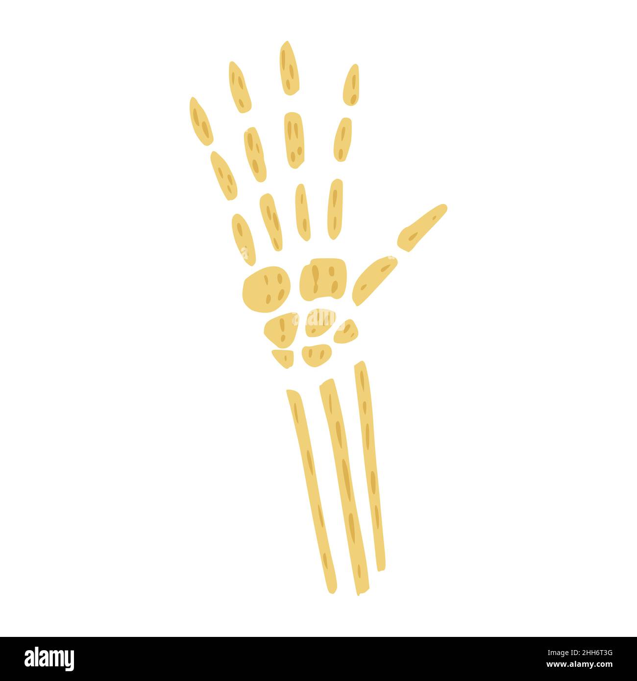 Skeleton wrist isolated on white background. Simple arm from bone ...