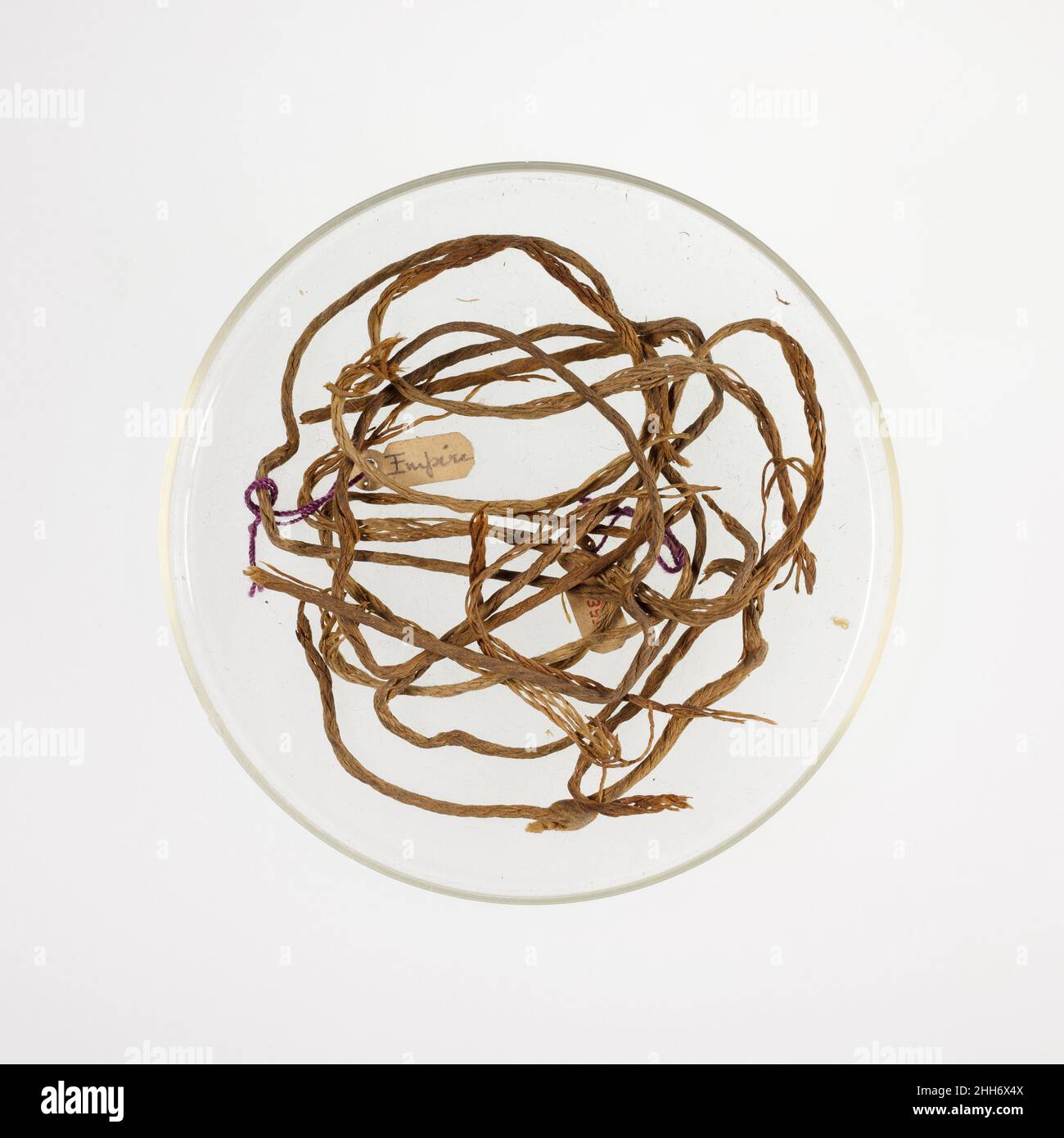 Reed brushes hi-res stock photography and images - Alamy