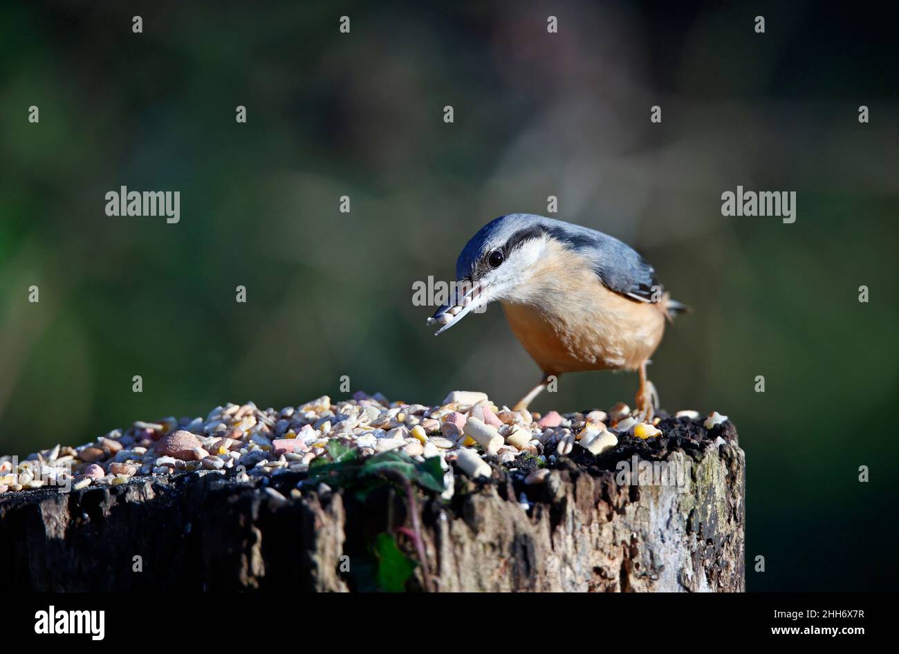 Nuthatch at a woodland feeding site Stock Photo - Alamy