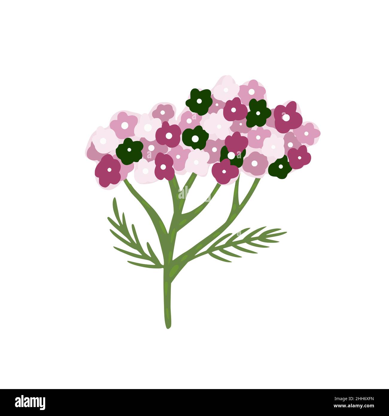 Yarrow isolated on white background. Abstract botanical sketch purple ...