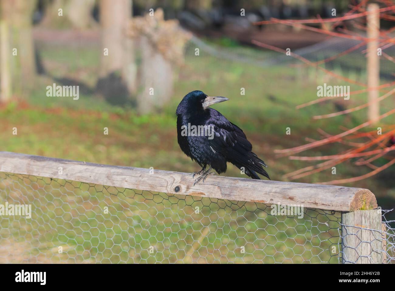 Rook bird hi-res stock photography and images - Alamy