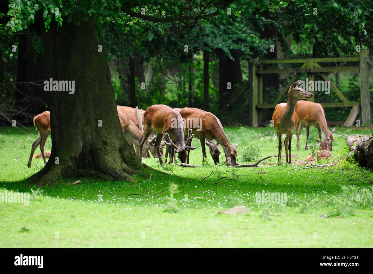 Eurasian elk landscape hi-res stock photography and images - Alamy