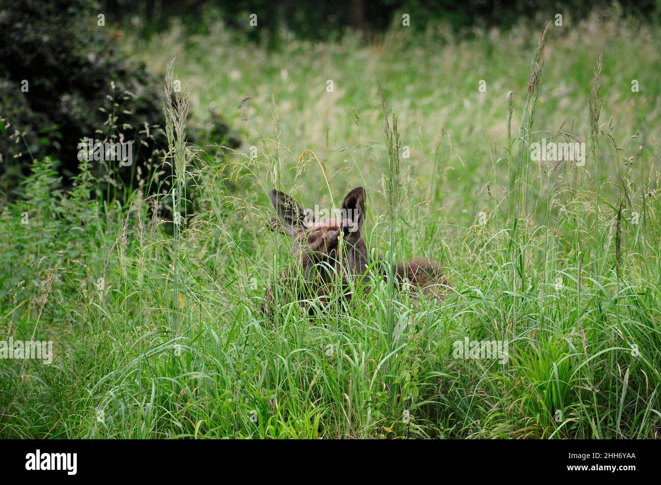 Eurasian elk (Europe) in Wildgehege Springe Stock Photo - Alamy