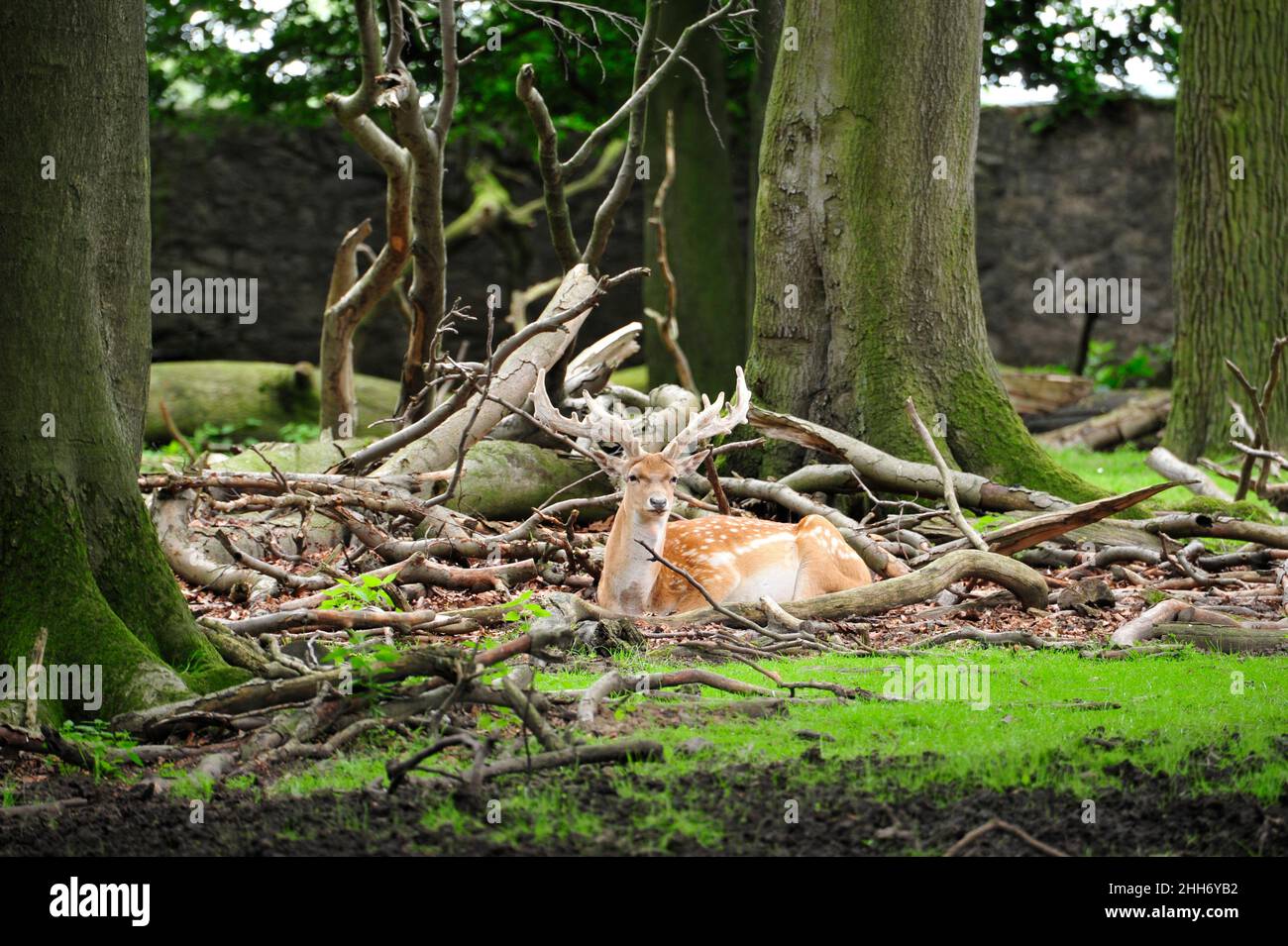 Eurasian elk (Europe) in Wildgehege Springe Stock Photo - Alamy