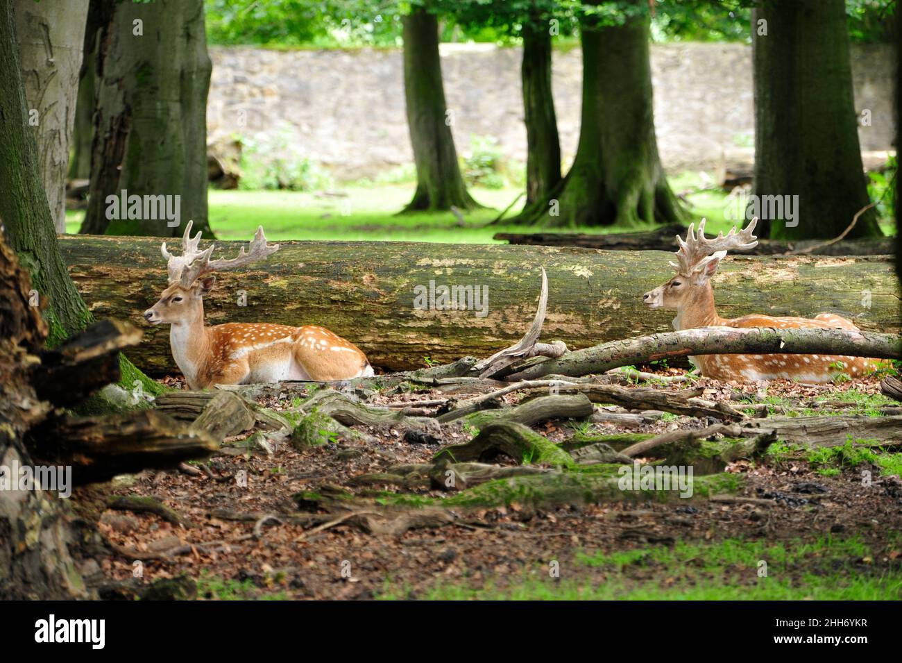 Eurasian elk (Europe) in Wildgehege Springe Stock Photo - Alamy