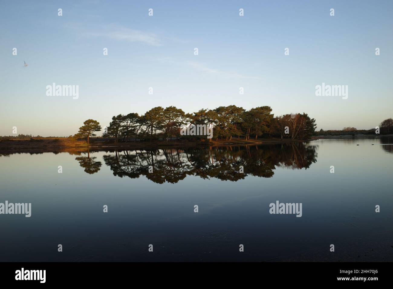 Hatchet Pond near Beaulieu in the new Forest, Hampshire Stock Photo - Alamy