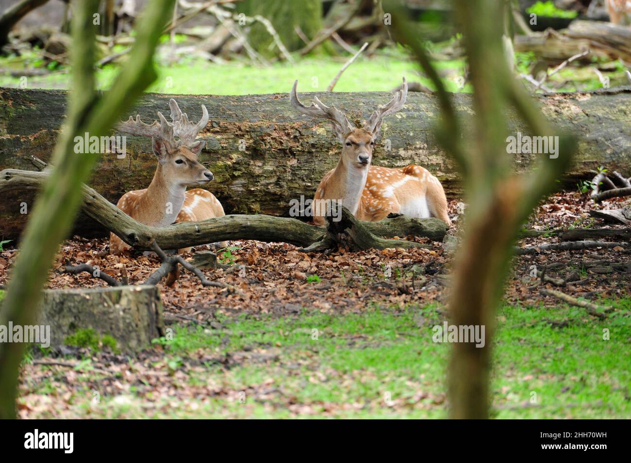 Eurasian elk (Europe) in Wildgehege Springe Stock Photo - Alamy