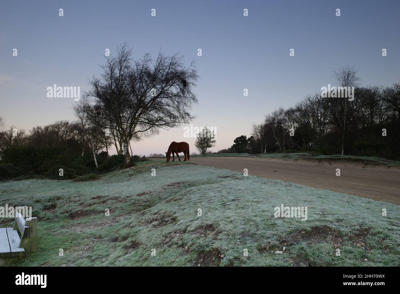 New Forest Pony near Hatchet Pond in the New Forest Stock Photo - Alamy
