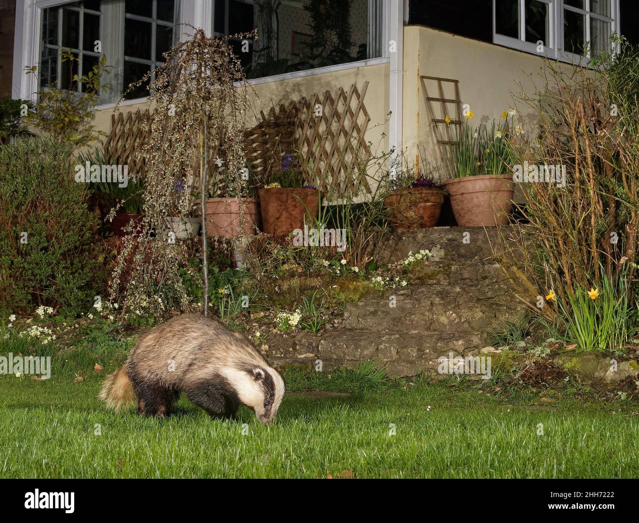 European badger (Meles meles) foraging on a garden lawn at night ...
