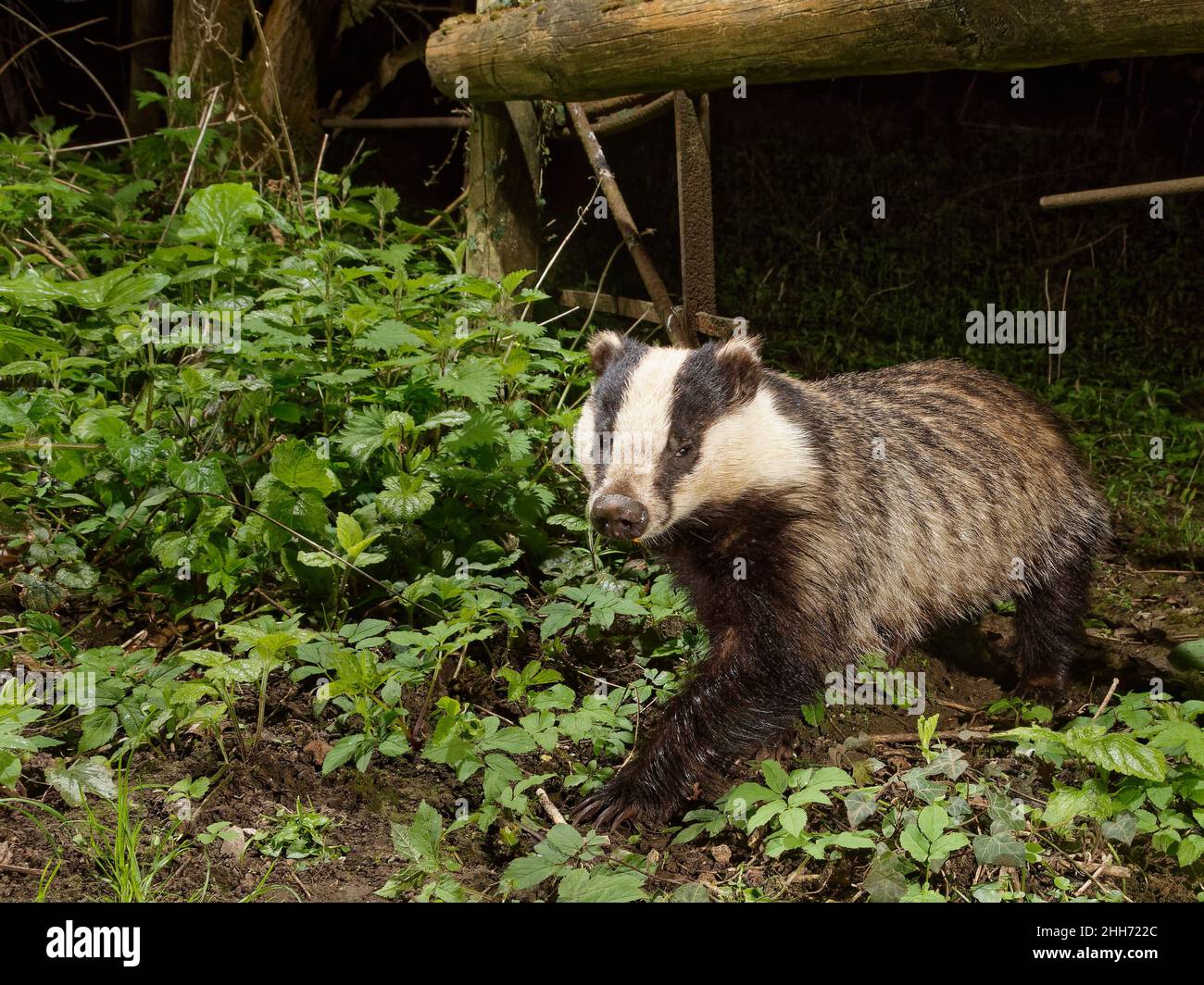 Badger close up hi-res stock photography and images - Alamy