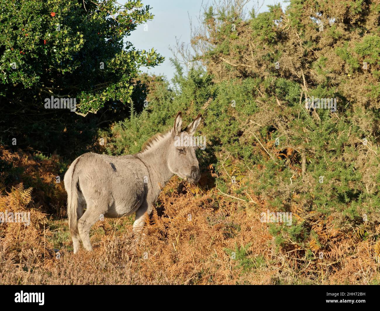 New forest donkey hi-res stock photography and images - Alamy