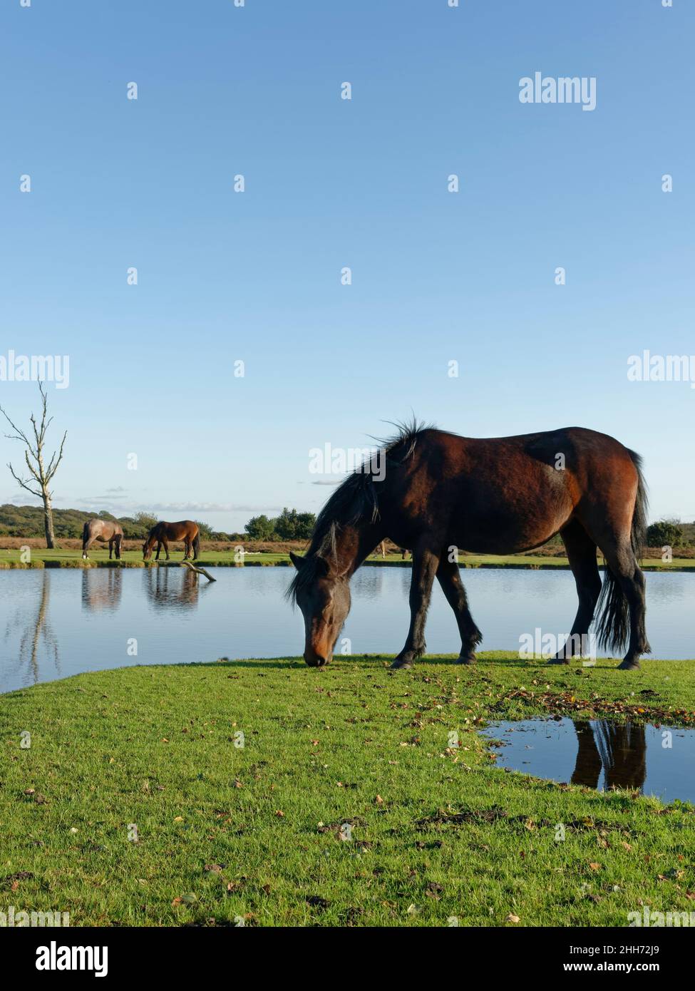 New Forest ponies (Equus caballus) grazing grassland around Green Pond ...