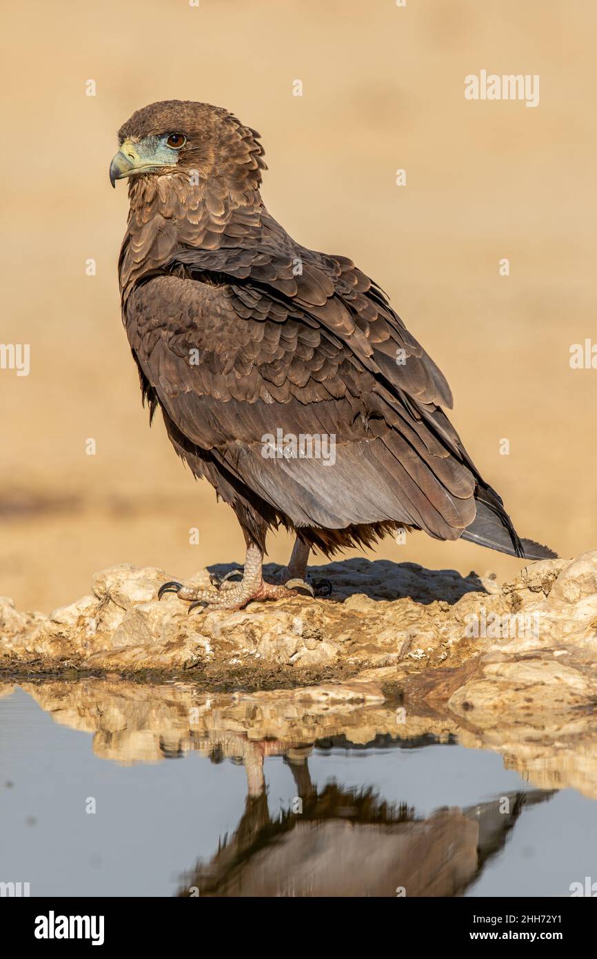 Juvenile bateleur eagle hi-res stock photography and images - Alamy
