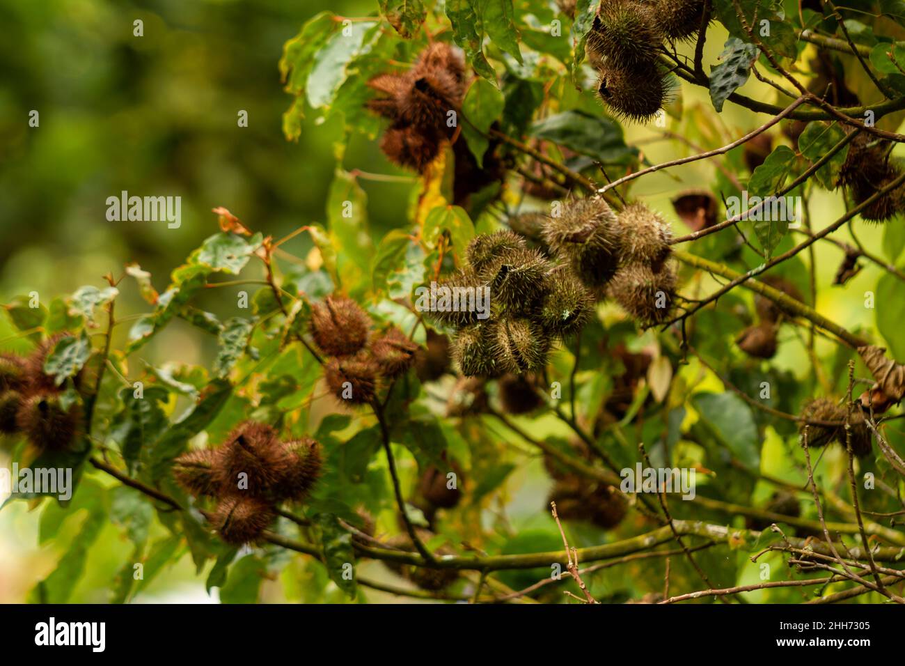 The castor bean or castor oil plant (Ricinus communis) fruit is brown ...