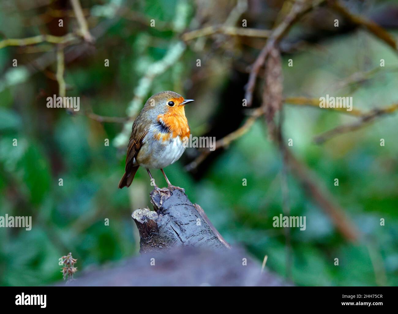 Eurasian robin perched on a log in the woods Stock Photo - Alamy