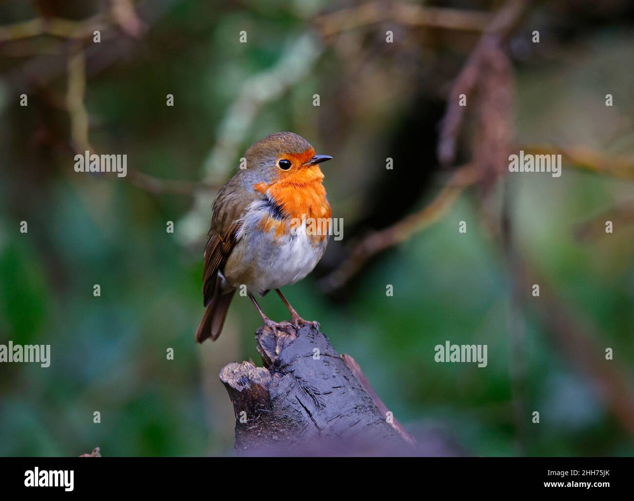 Eurasian robin perched on a log in the woods Stock Photo - Alamy